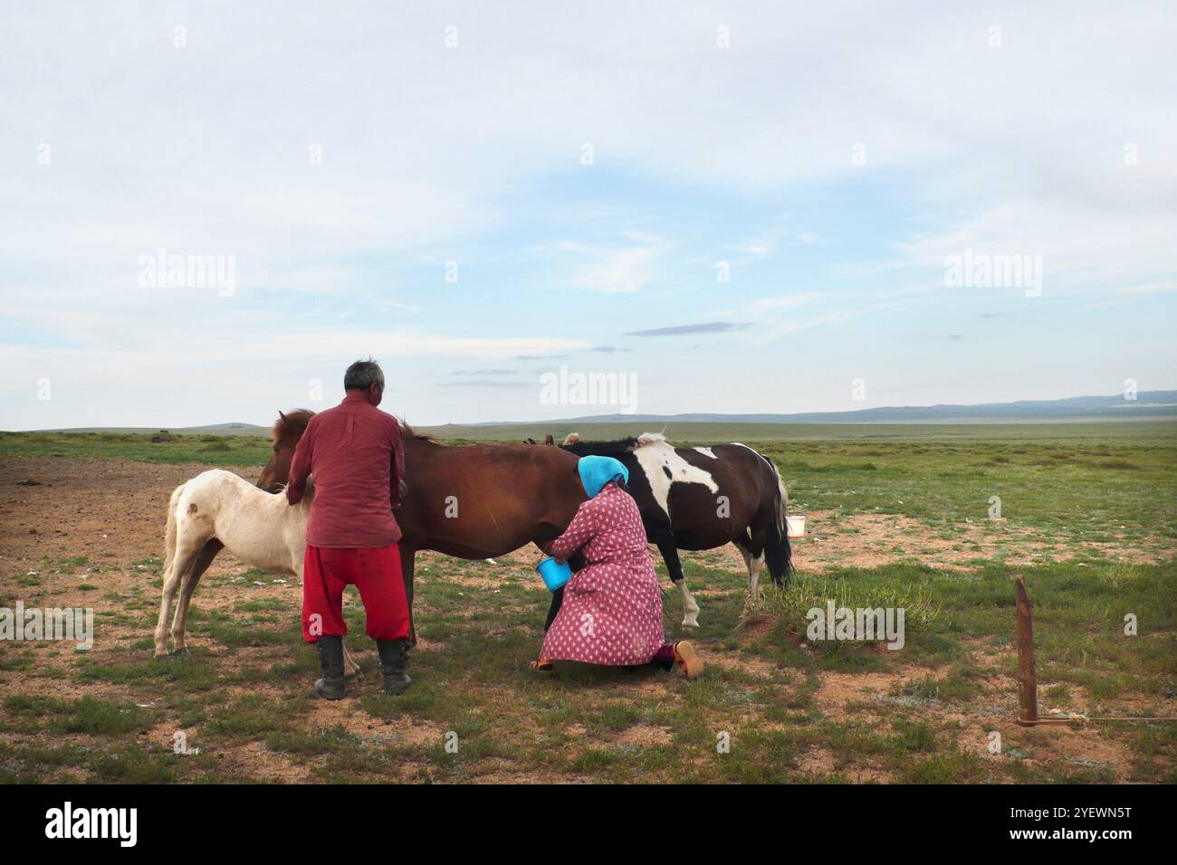 Daily Life. Milking. Mongolian Nomads. Mongolia Stock Photo - Alamy