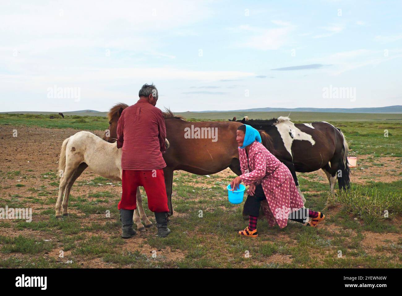 Daily Life. Milking. Mongolian Nomads. Mongolia Stock Photo - Alamy