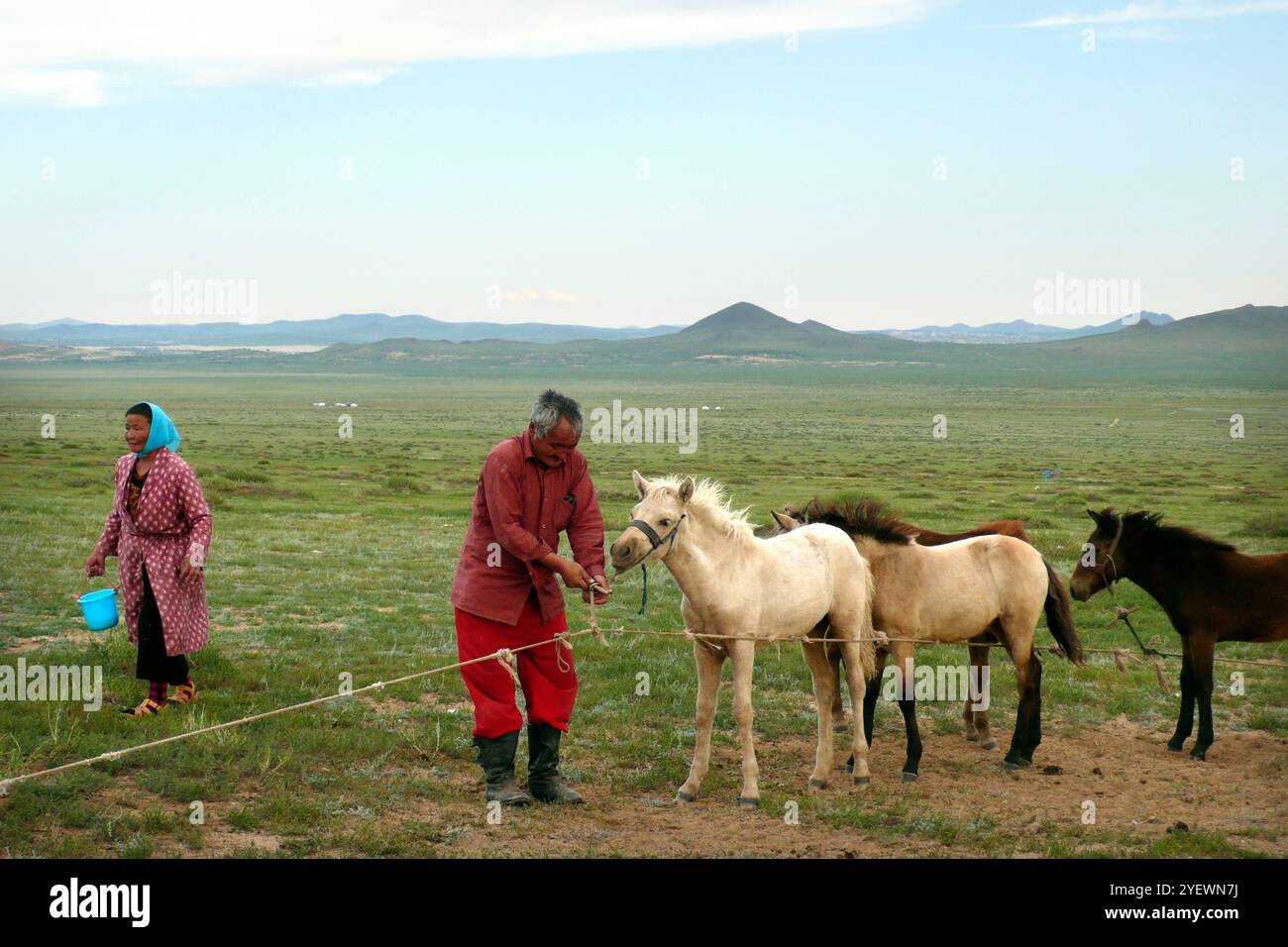 Daily Life. Milking. Mongolian Nomads. Mongolia Stock Photo - Alamy