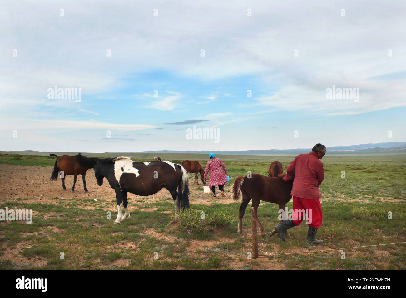 Daily Life. Milking. Mongolian Nomads. Mongolia Stock Photo - Alamy