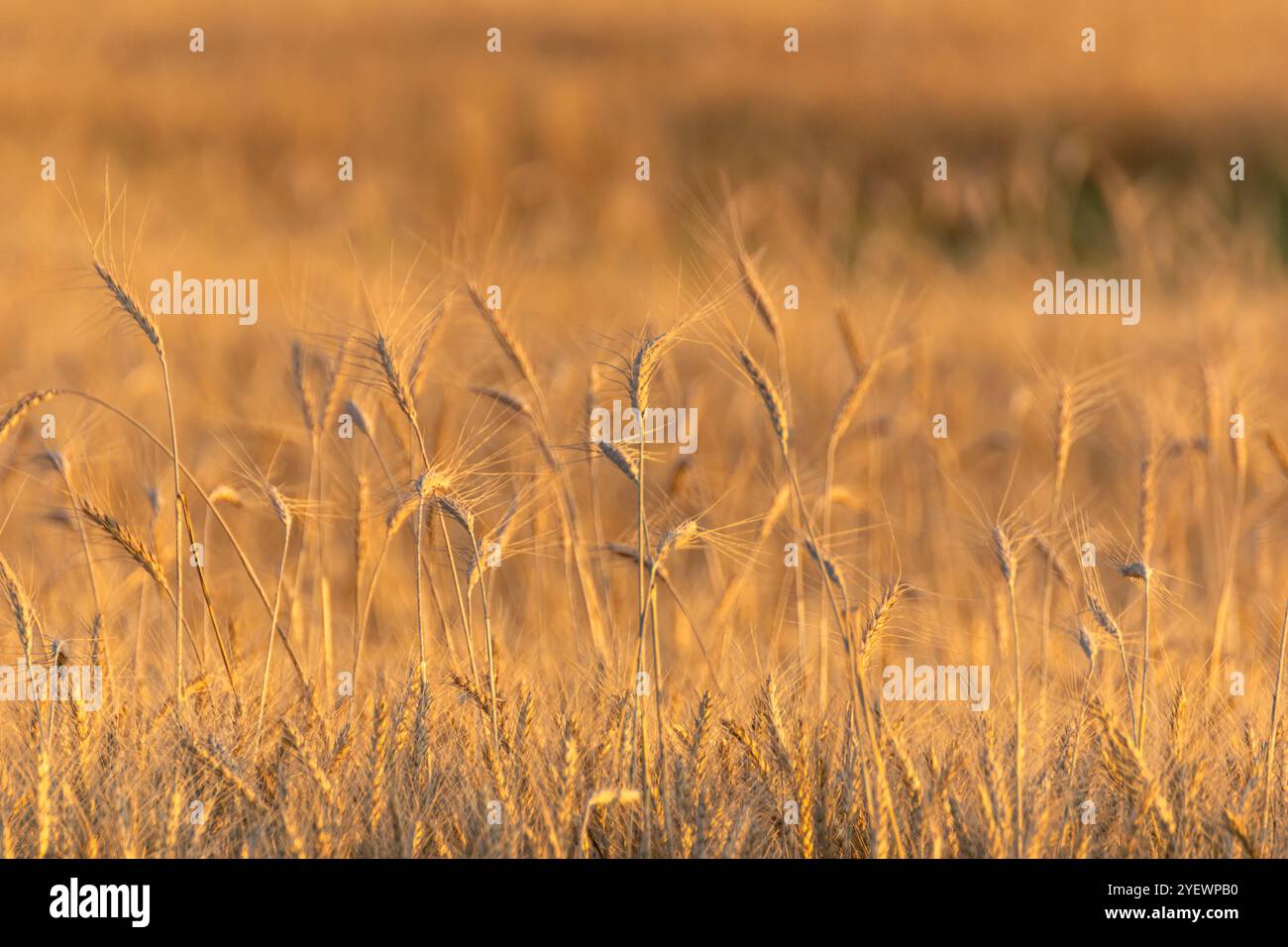Wheat field in summer waiting the harvest. Agricultural work background ...