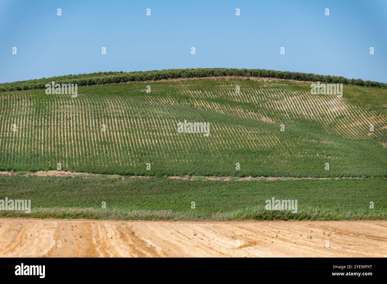Olive tree plantations green fields hi-res stock photography and images ...