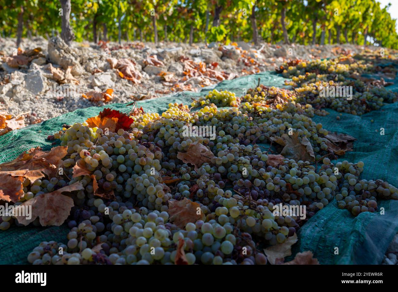 Sun drying of sweet white pedro ximenez or muscat grapes after ...