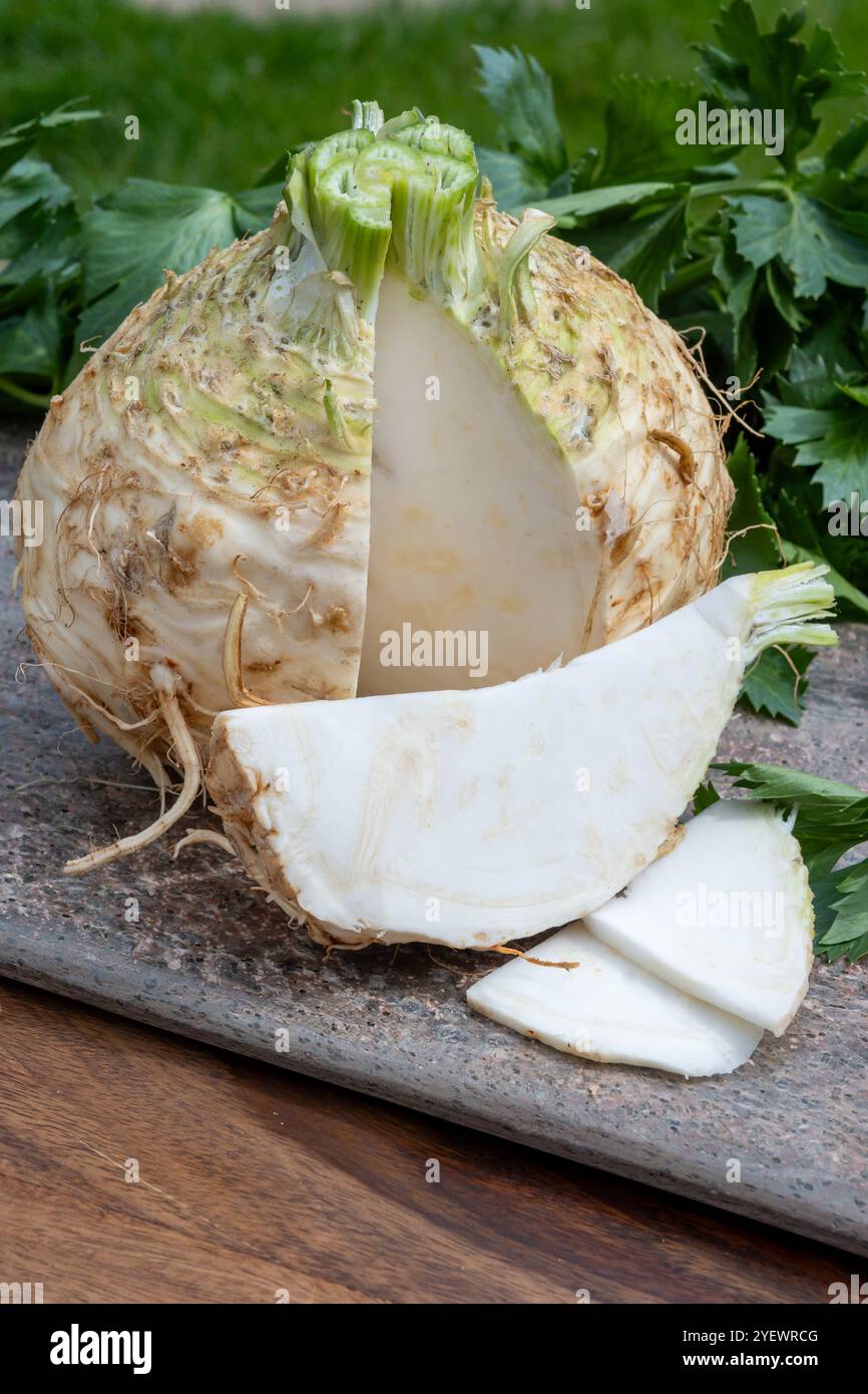 Celery root head, fresh celeriac, source of vitamins, fresh healthy ...