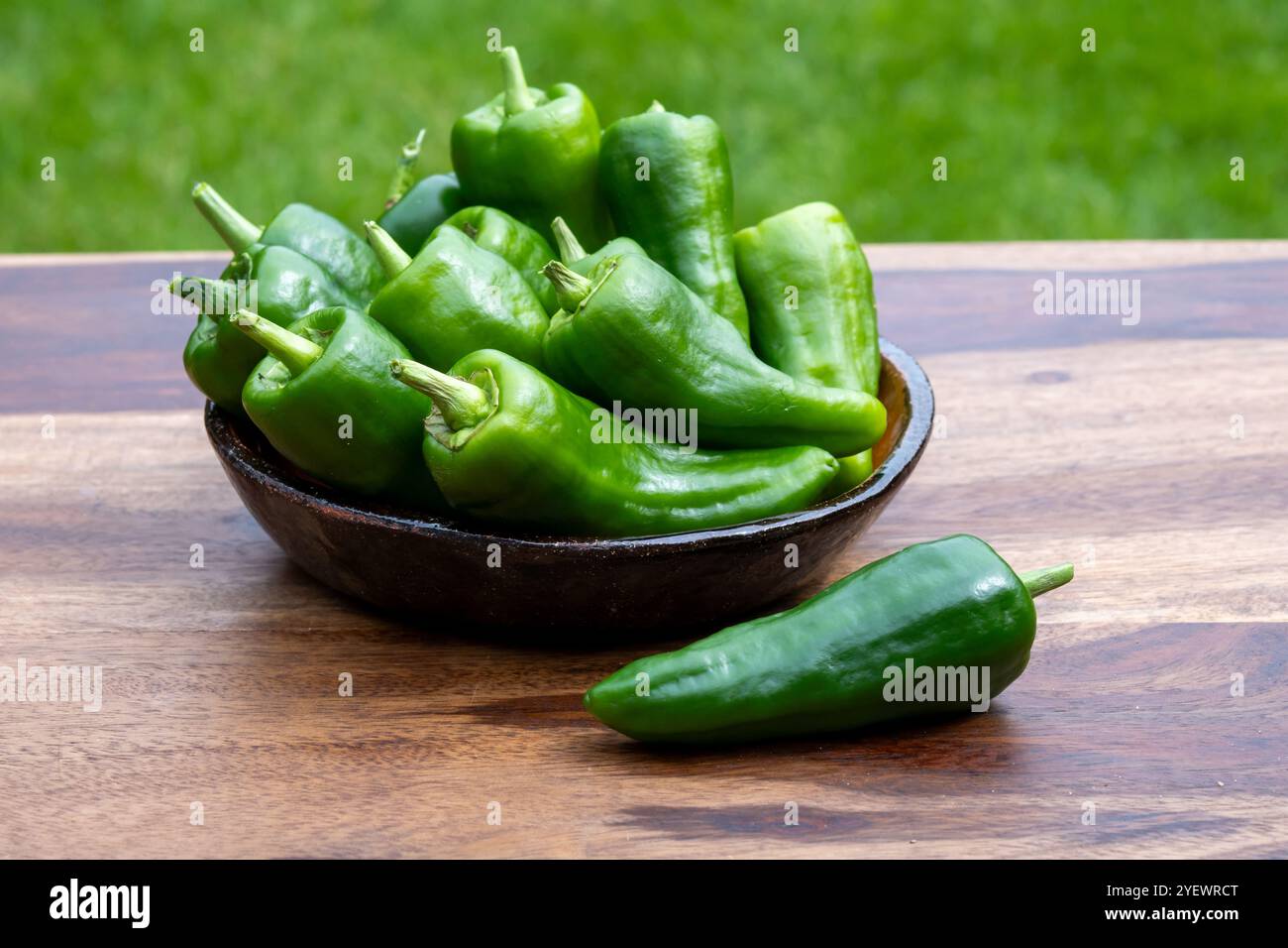 Padron green Spanish pepper or Herbón pepper landrace variety of pepper ...