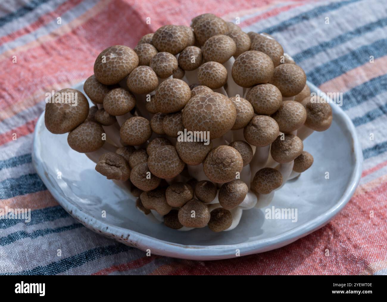 Fresh brown shimeji edible mushrooms native to East Asia, buna-shimeji ...