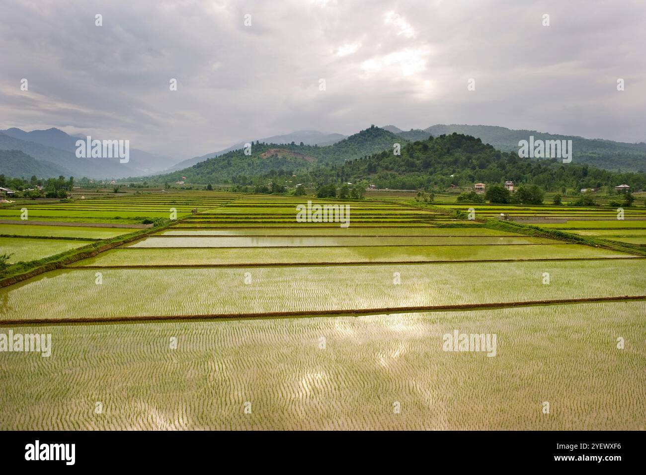 Iran rice field hi-res stock photography and images - Alamy