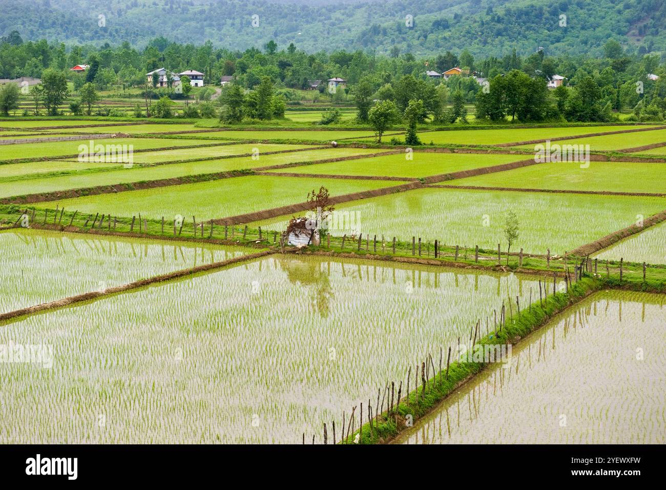 Iran. Azerbaijan Region. Masuleh. Rice Fields Stock Photo - Alamy