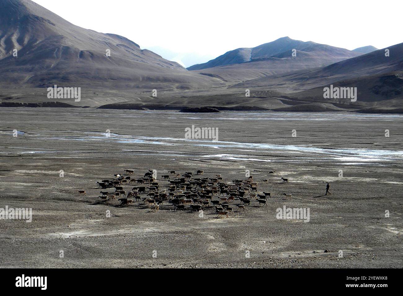 Cattle in plain kyrgyzstan hi-res stock photography and images - Alamy