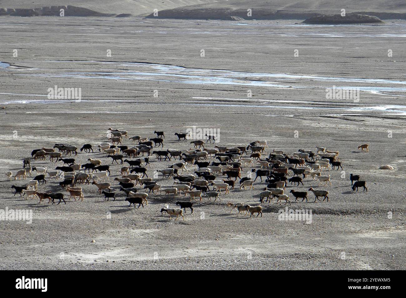 Cattle in plain kyrgyzstan hi-res stock photography and images - Alamy