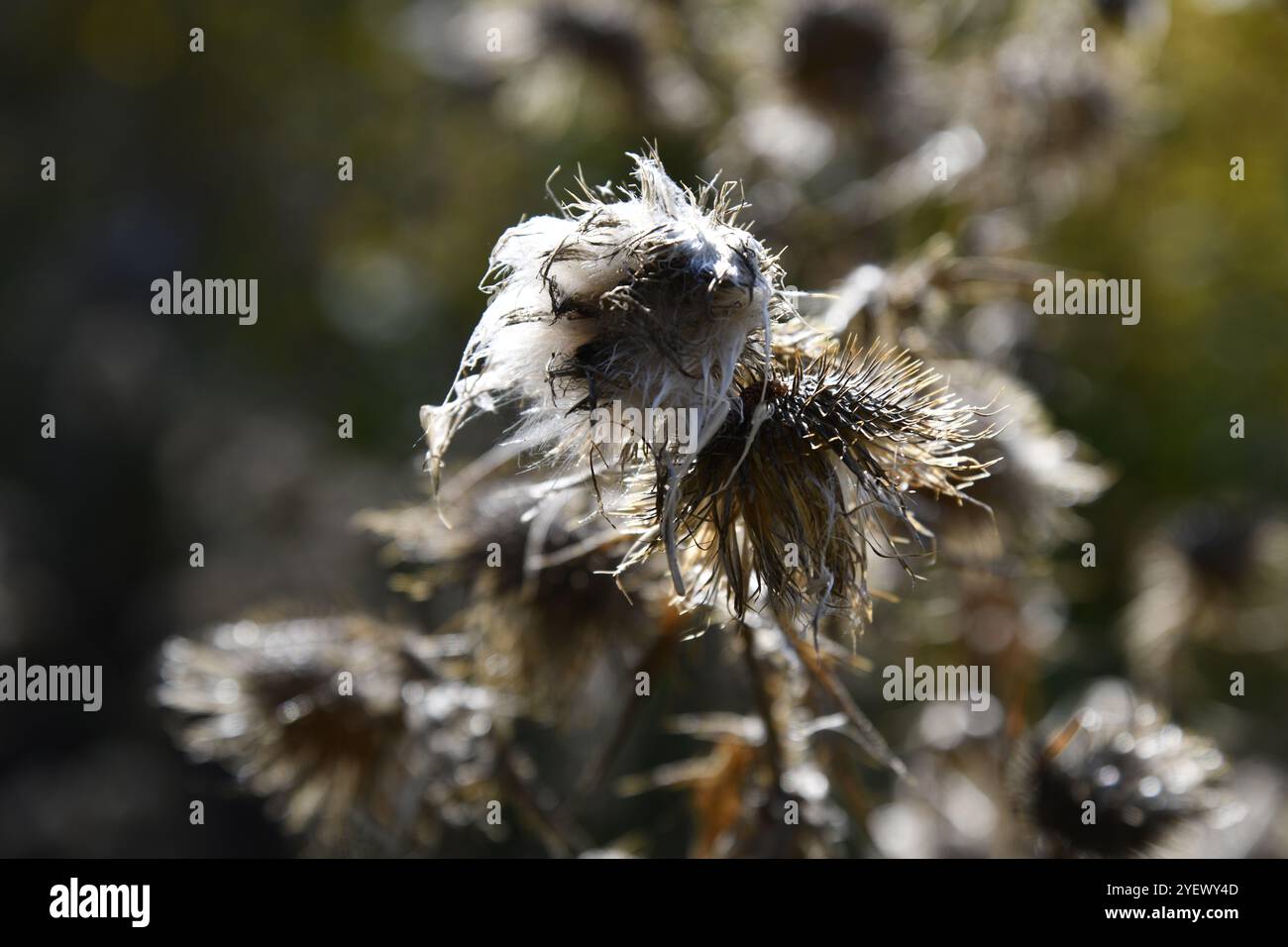 Seed pods forming hi-res stock photography and images - Alamy