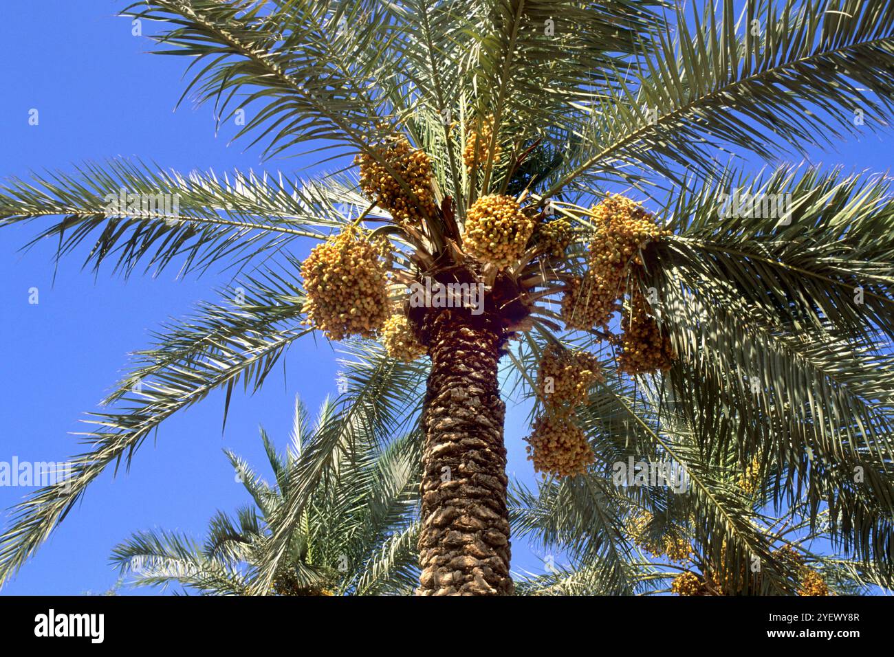 Iraq dates hi-res stock photography and images - Alamy