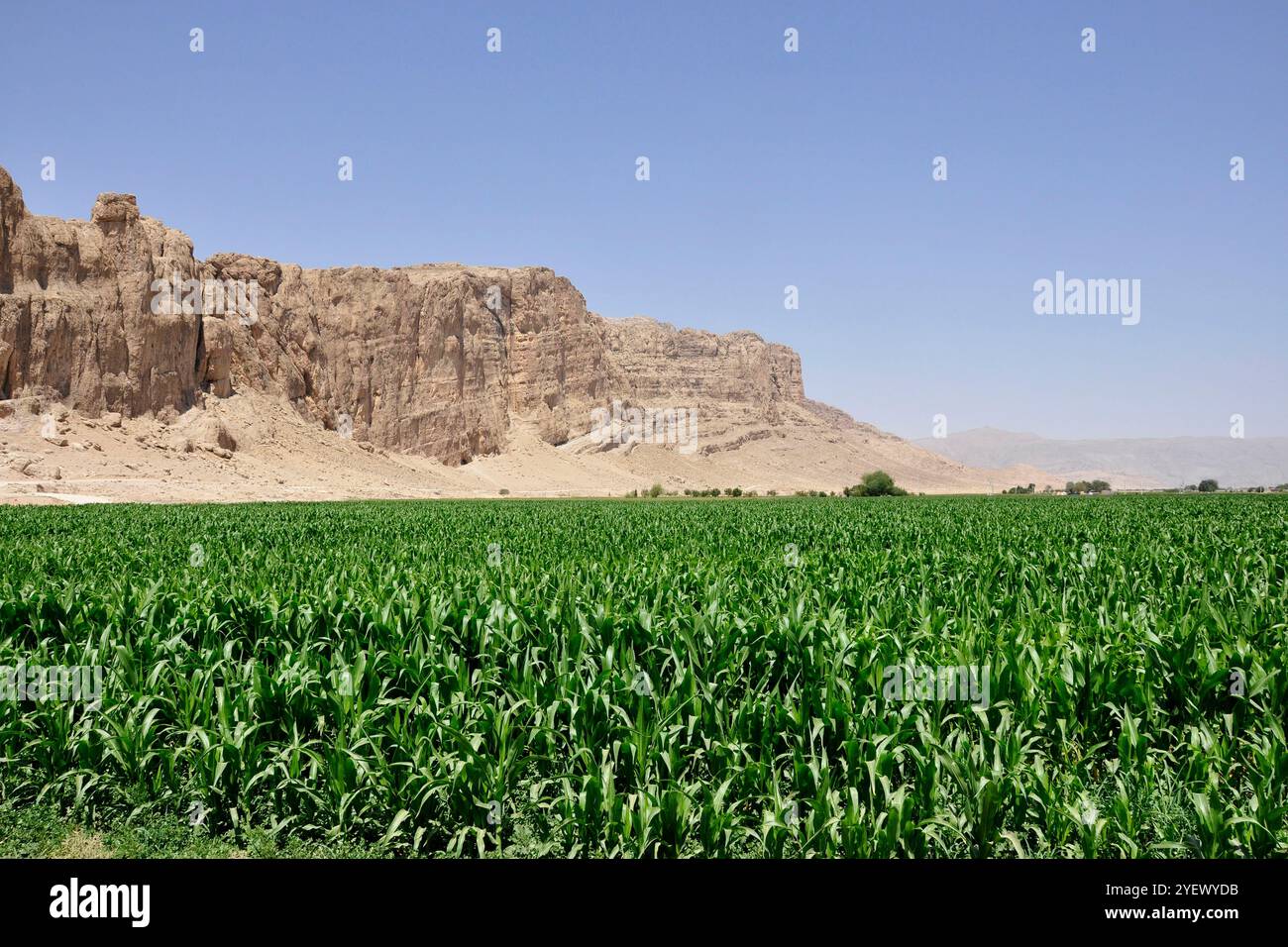 Iran cultivation in the desert hi-res stock photography and images - Alamy