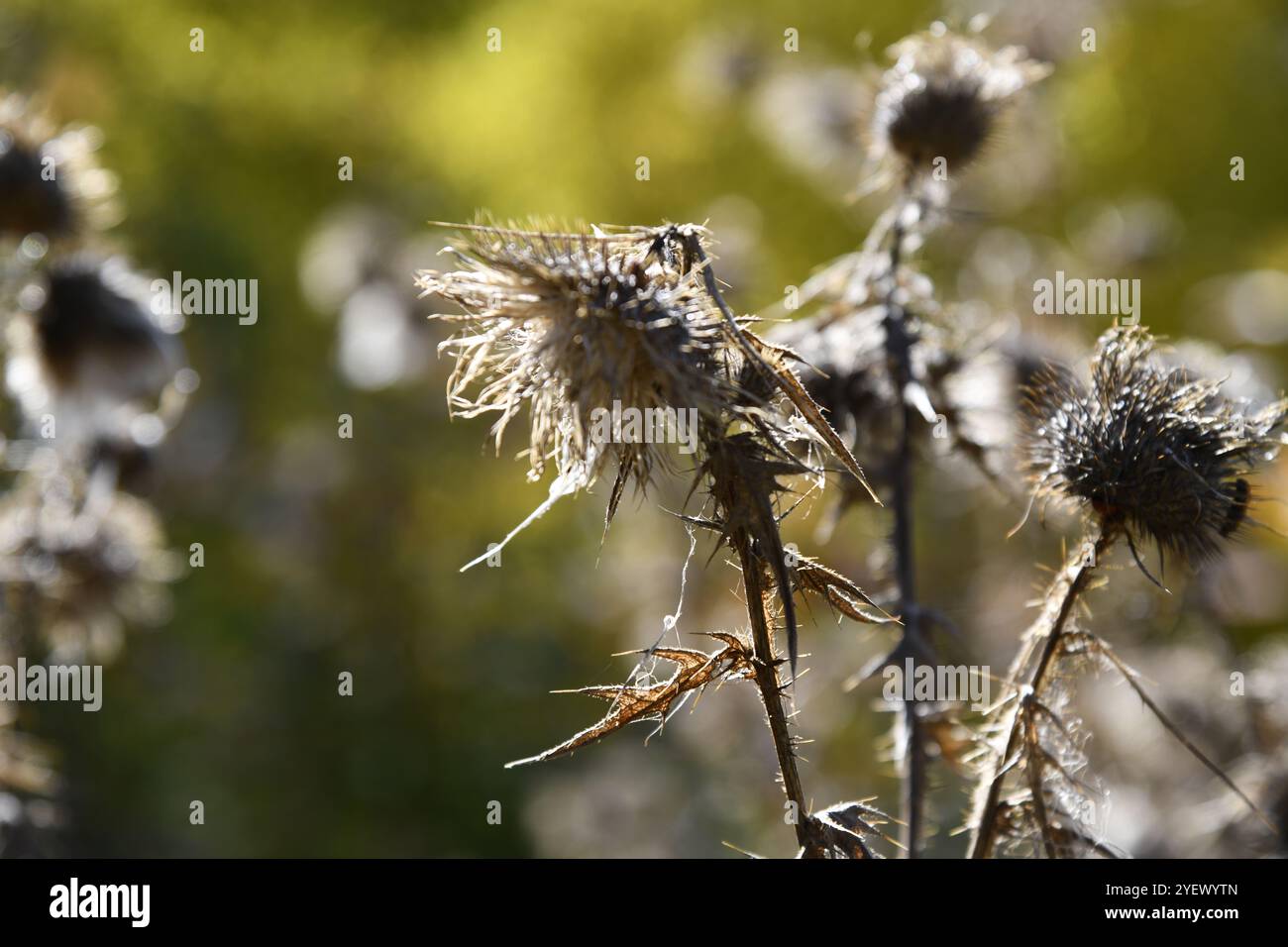 Seed pods forming hi-res stock photography and images - Alamy