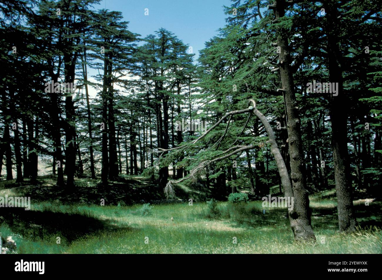 Bombing of lebanon hi-res stock photography and images - Alamy