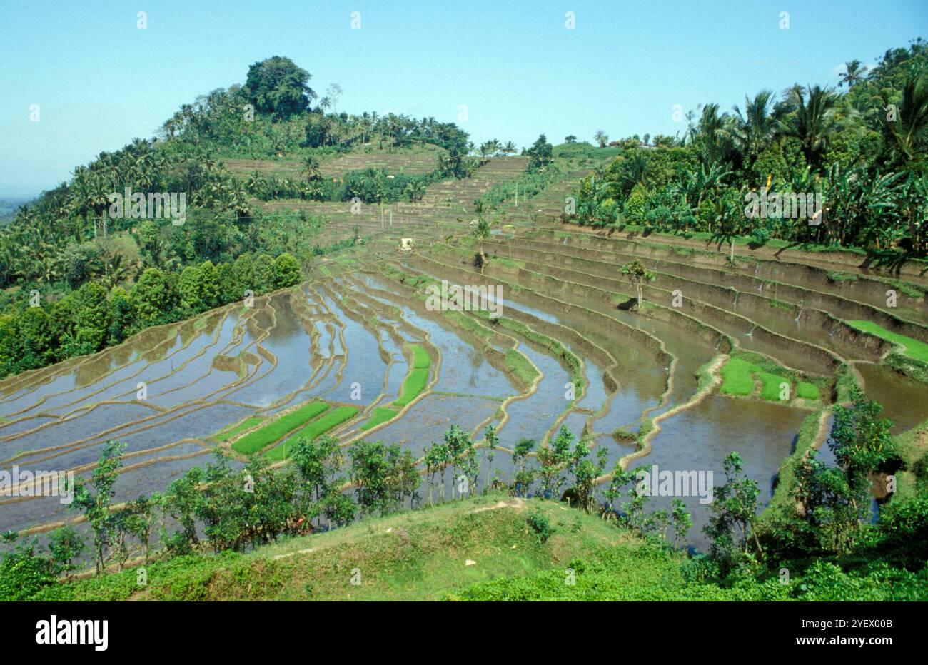 Bali. Indonesia. Rice Terrace Stock Photo - Alamy