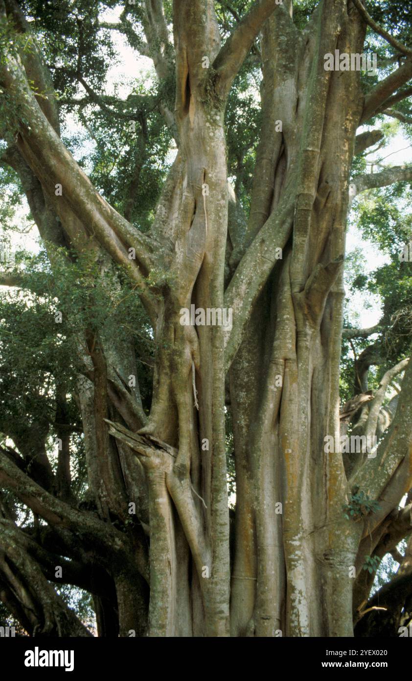 Indonesia tree hi-res stock photography and images - Alamy