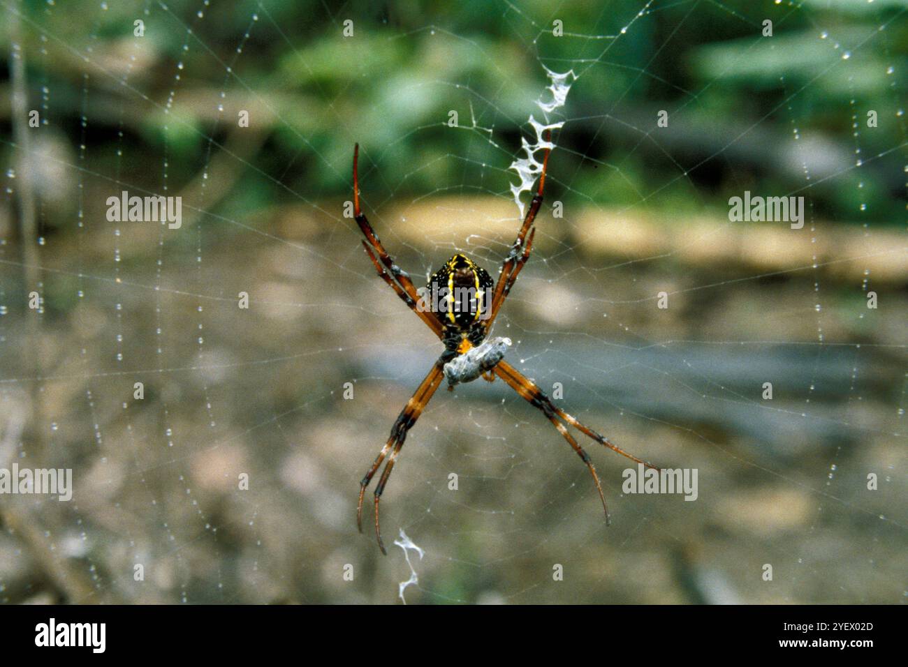 Indonesian spider hi-res stock photography and images - Alamy