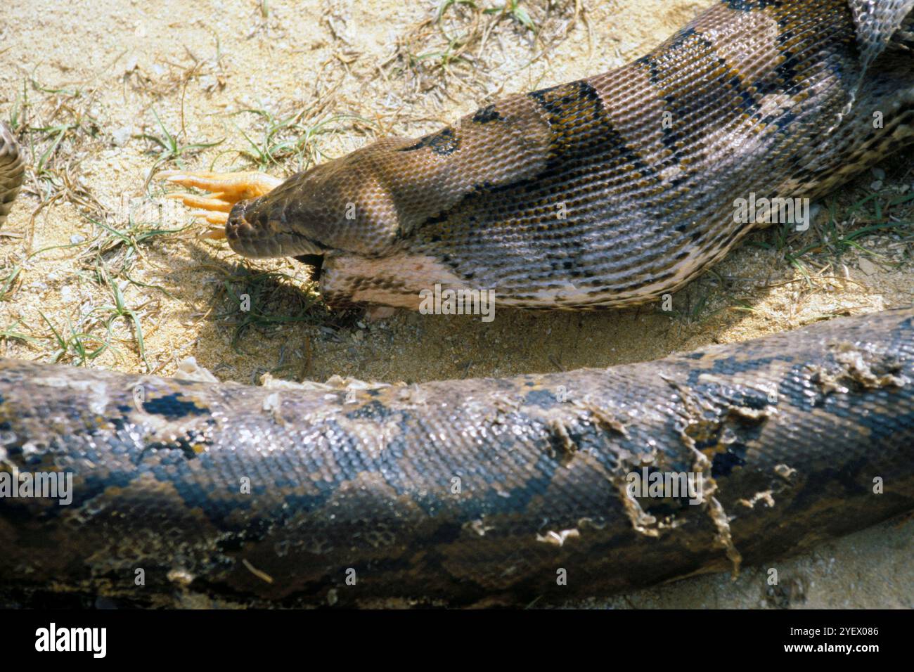 Indonesian snake hi-res stock photography and images - Alamy