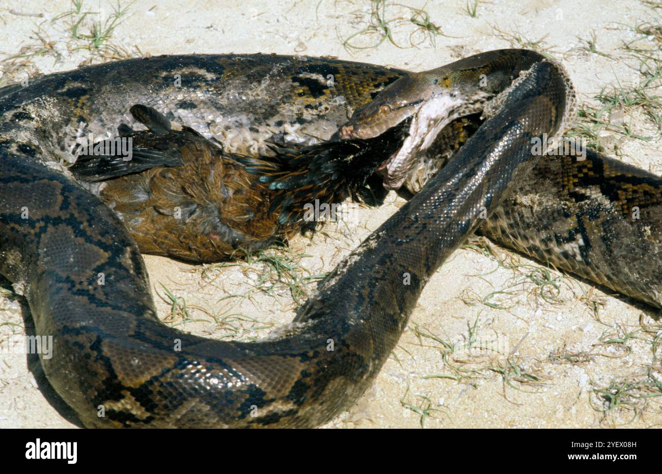 Bali. Indonesia. Snake. Hen Stock Photo - Alamy