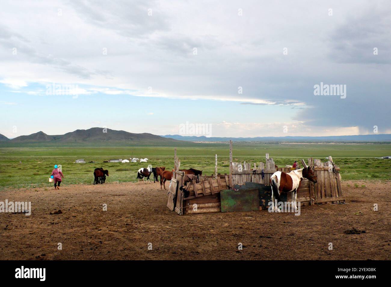 Daily Life. Milking. Mongolian Nomads. Mongolia Stock Photo - Alamy