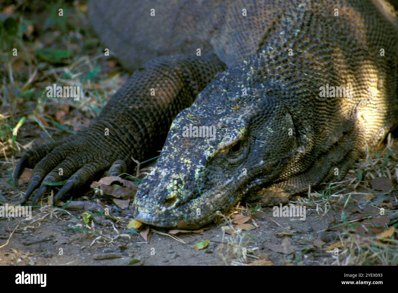 Komodo Island. Komodo Dragon Stock Photo - Alamy