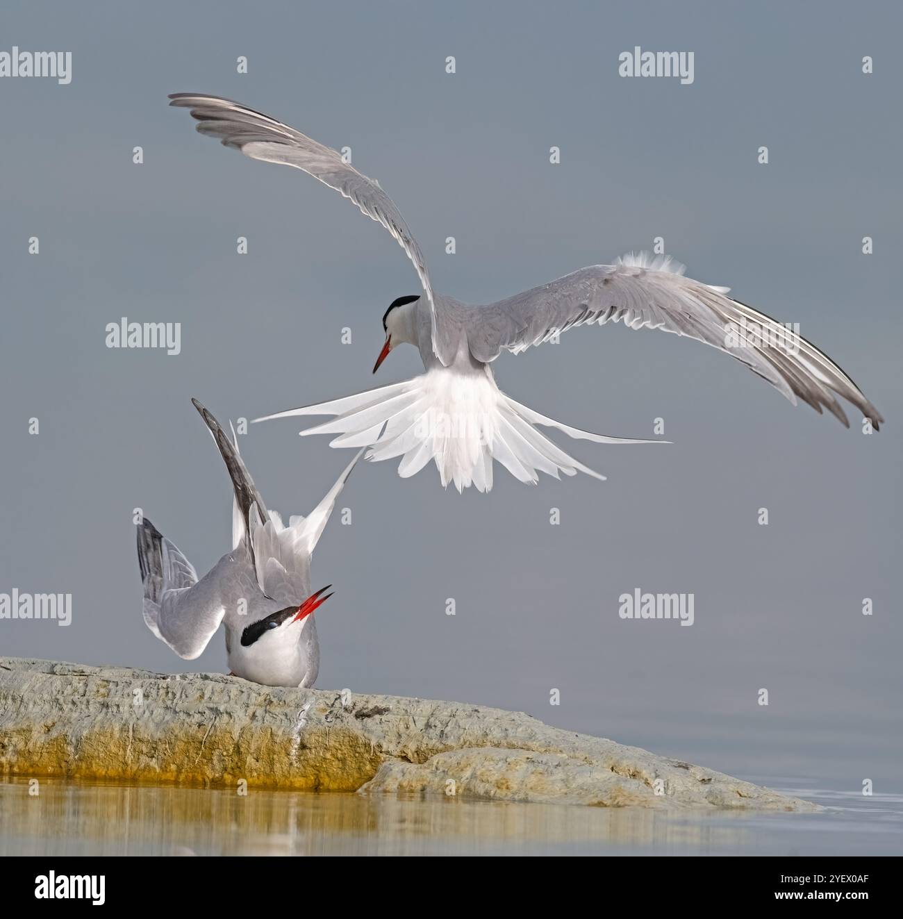 Wetland birds mating on a small earthen island in a lake. Common Tern ...