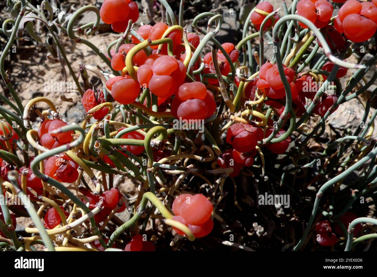 Berries Of The Desert. Gobi Desert. Mongolia Stock Photo - Alamy