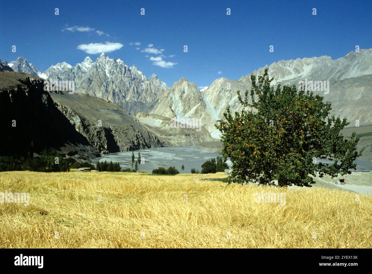 Hunza, Wheat Cultivation In The Upper Hunza Valley Stock Photo - Alamy