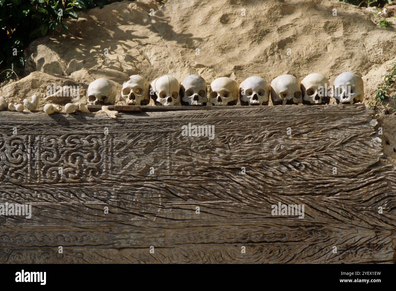 Skulls Lined Up On A Coffin (tana Toraja Stock Photo - Alamy