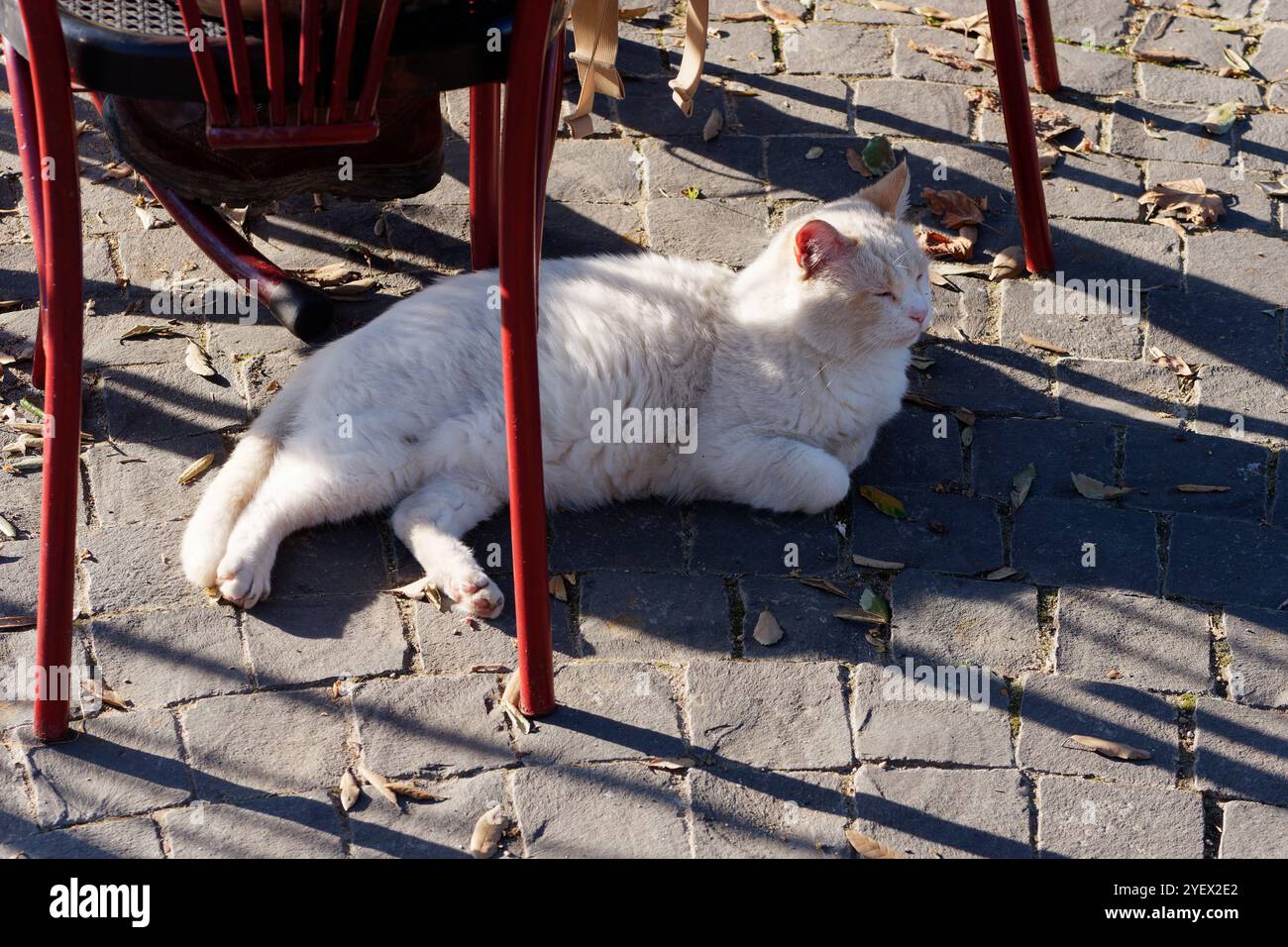 Cat lying in the shade on cobblestones under a chair in the town of ...