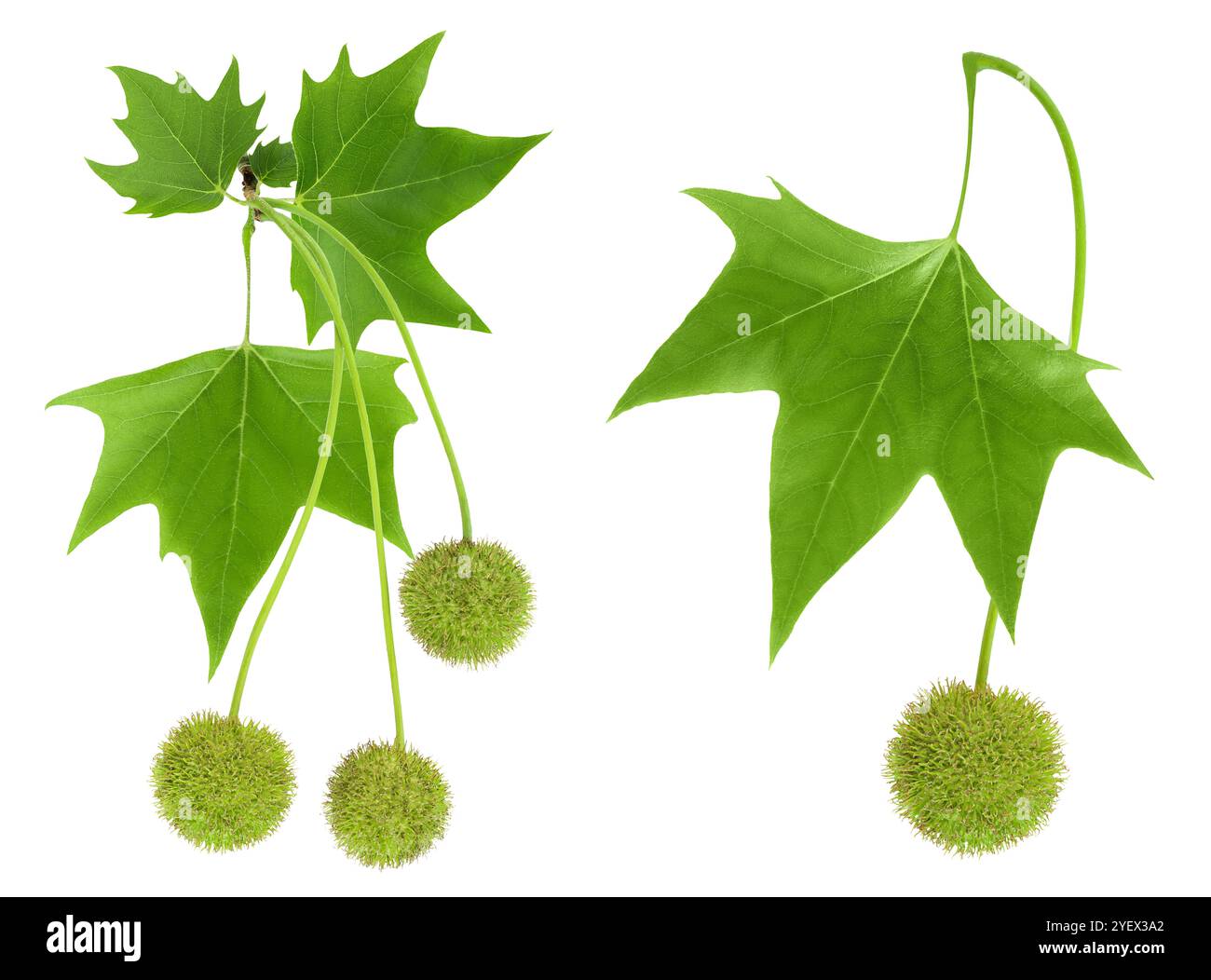 Planetree Cut Out Stock Images & Pictures - Alamy