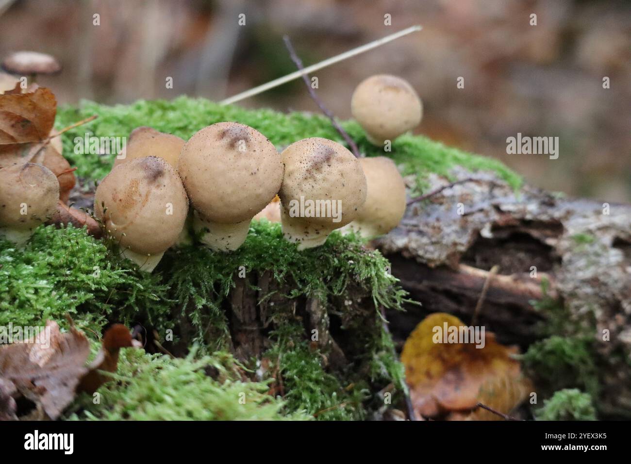 Stump puffballs hi-res stock photography and images - Alamy