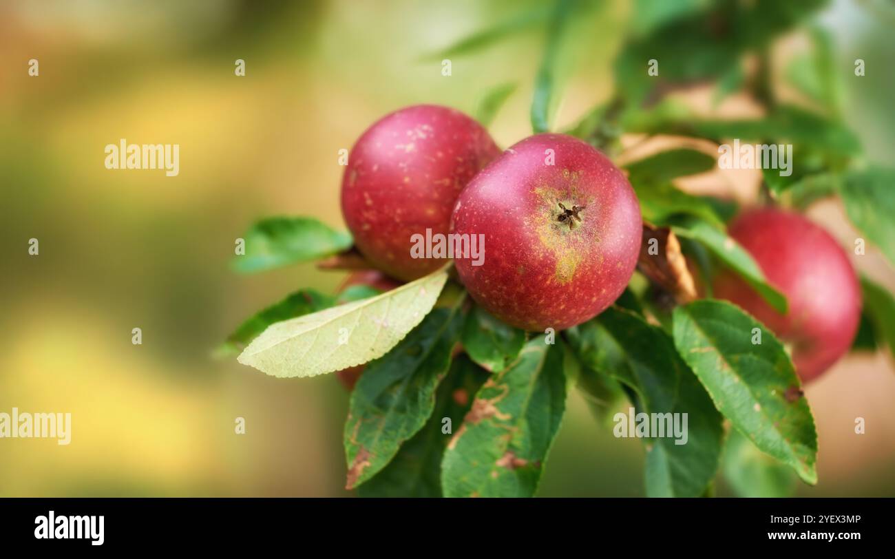 Fruits, apple tree and background for healthy diet, wellness and food ...