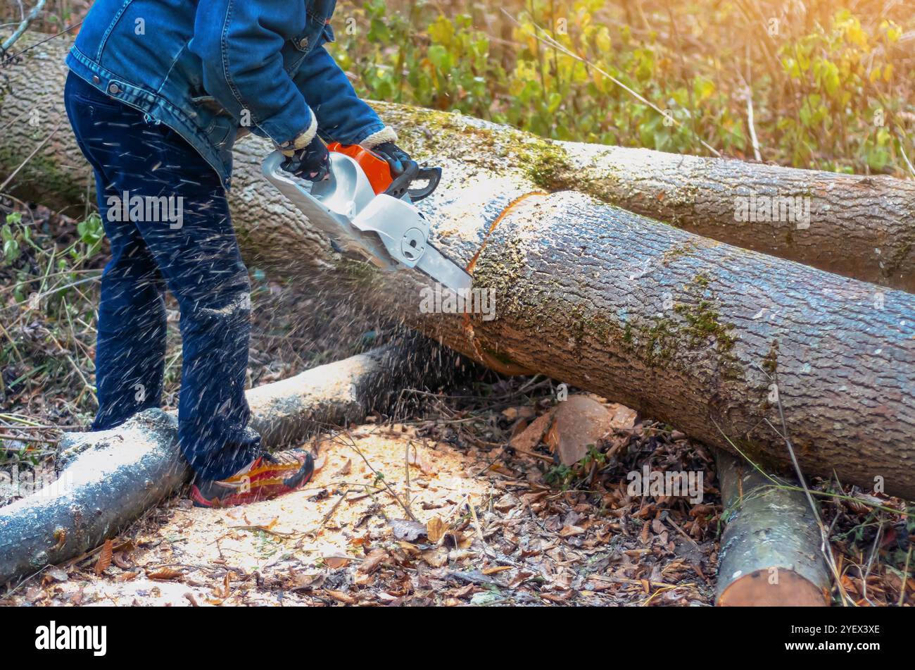 Outdoor Lumberjack Cutting Fallen Tree with Chainsaw in Forested Stock ...