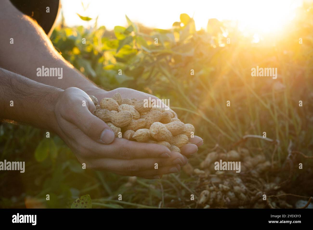 A farmer holding freshly harvested peanuts with roots in a field. The ...