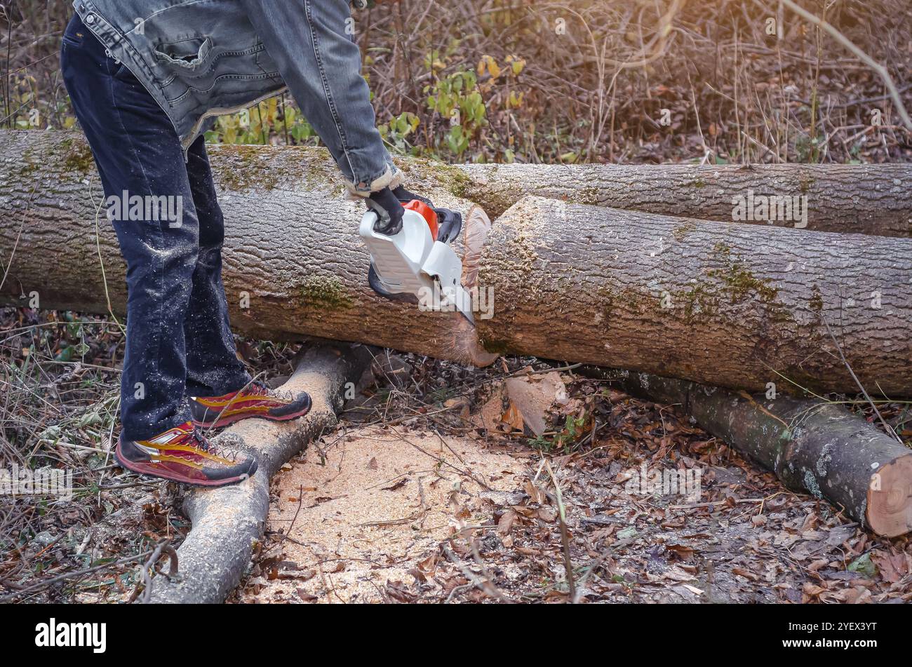 Outdoor Lumberjack Cutting Fallen Tree with Chainsaw in Forested Stock ...