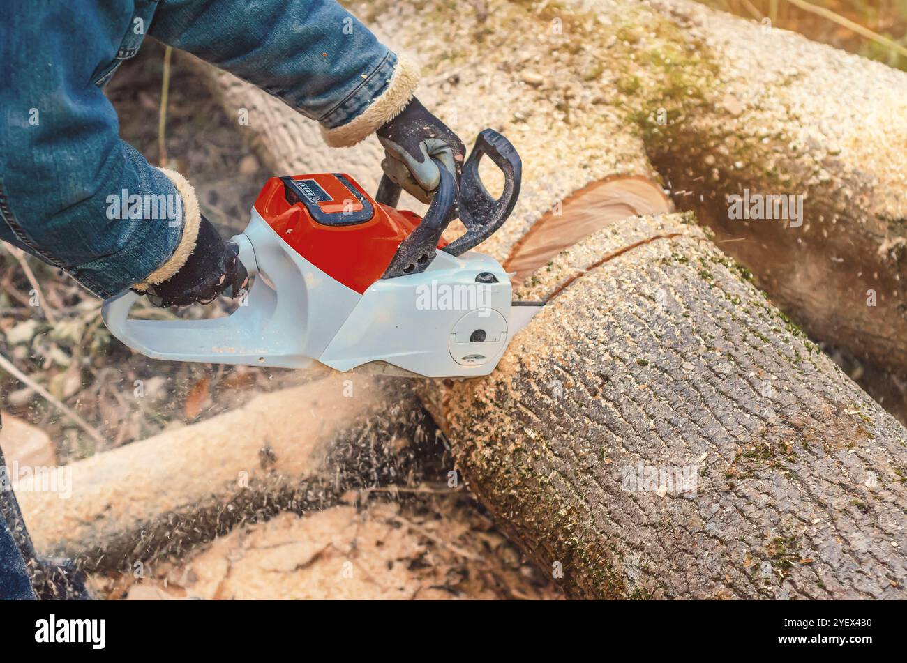 Forest Worker Sawing Large Fallen Tree with Chainsaw Stock Photo - Alamy