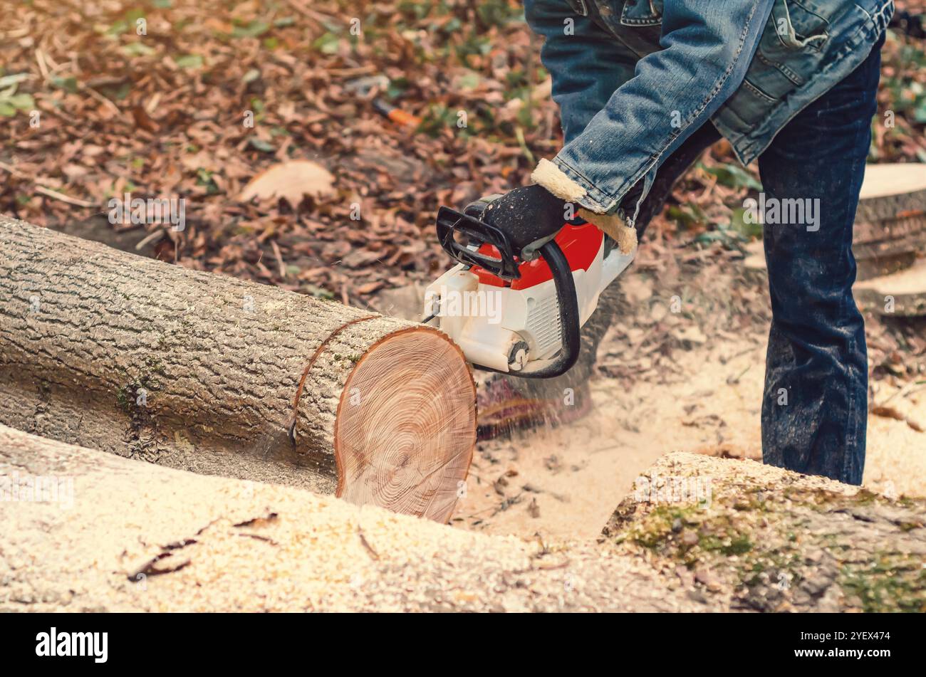 Man with Chainsaw Processing tree in Woodland Stock Photo - Alamy