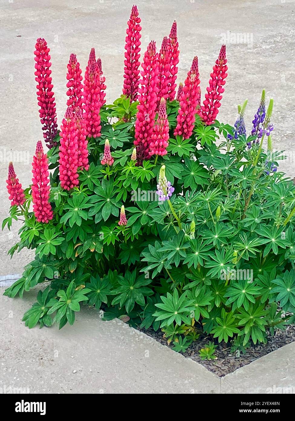 Lupins, lupin plant, lupinus with pink flowers growing in a garden ...
