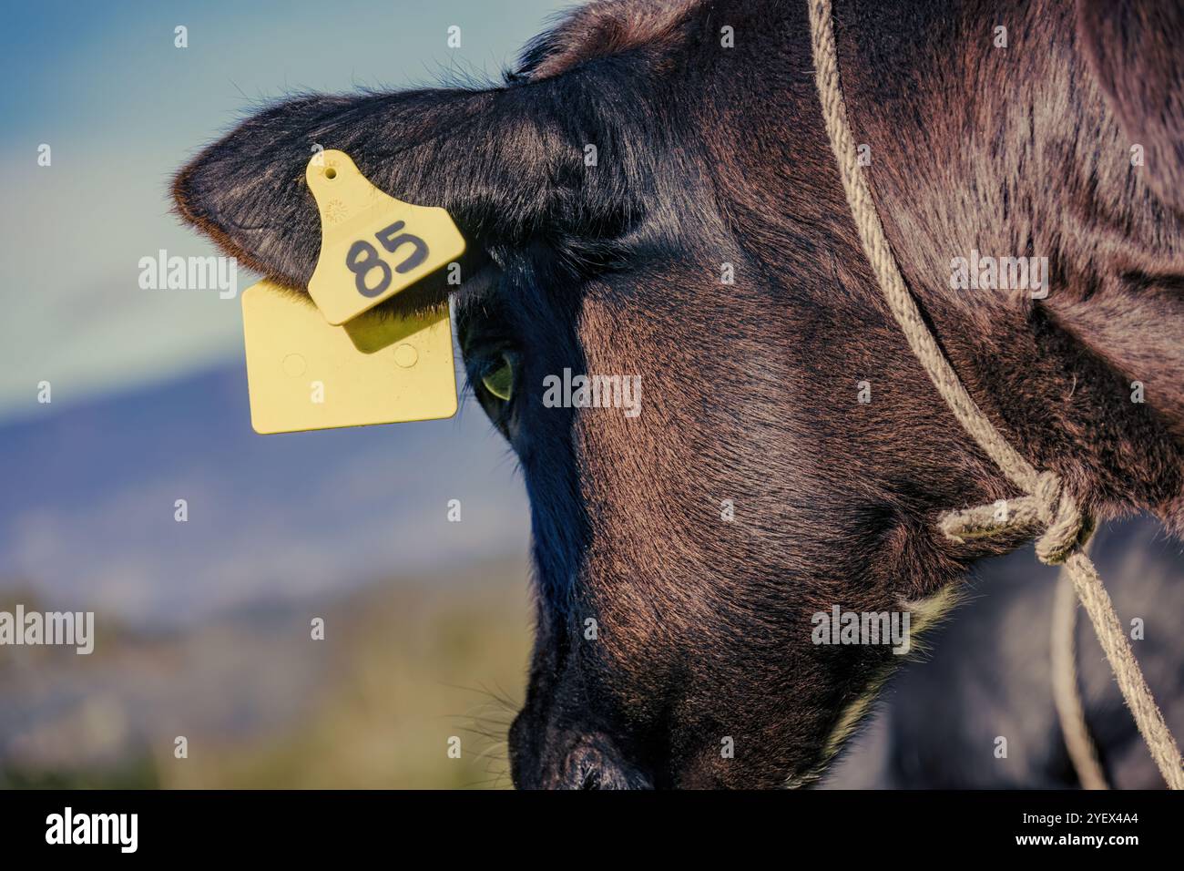 Close-up photography of the yellow tag used to identify cattle, with ...