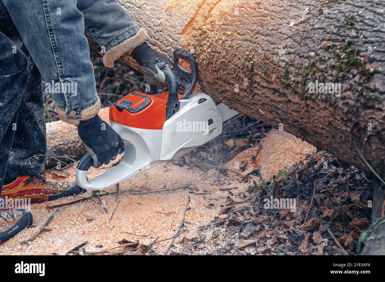 Lumberjack Cutting Fallen Tree with Electric Chainsaw Stock Photo - Alamy