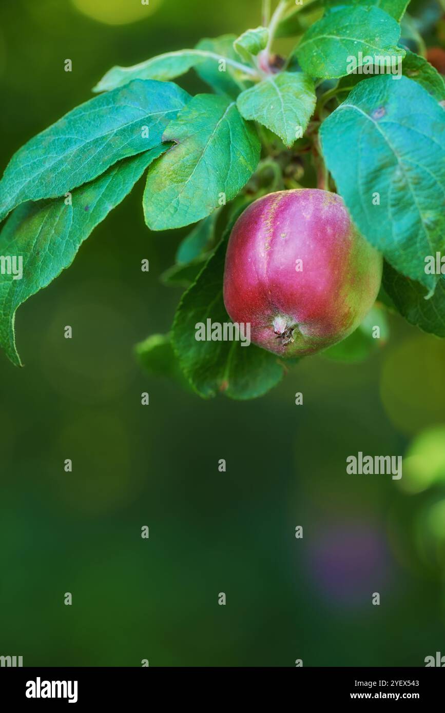 Apple, tree and farm with agriculture, sustainable and fruit growth ...