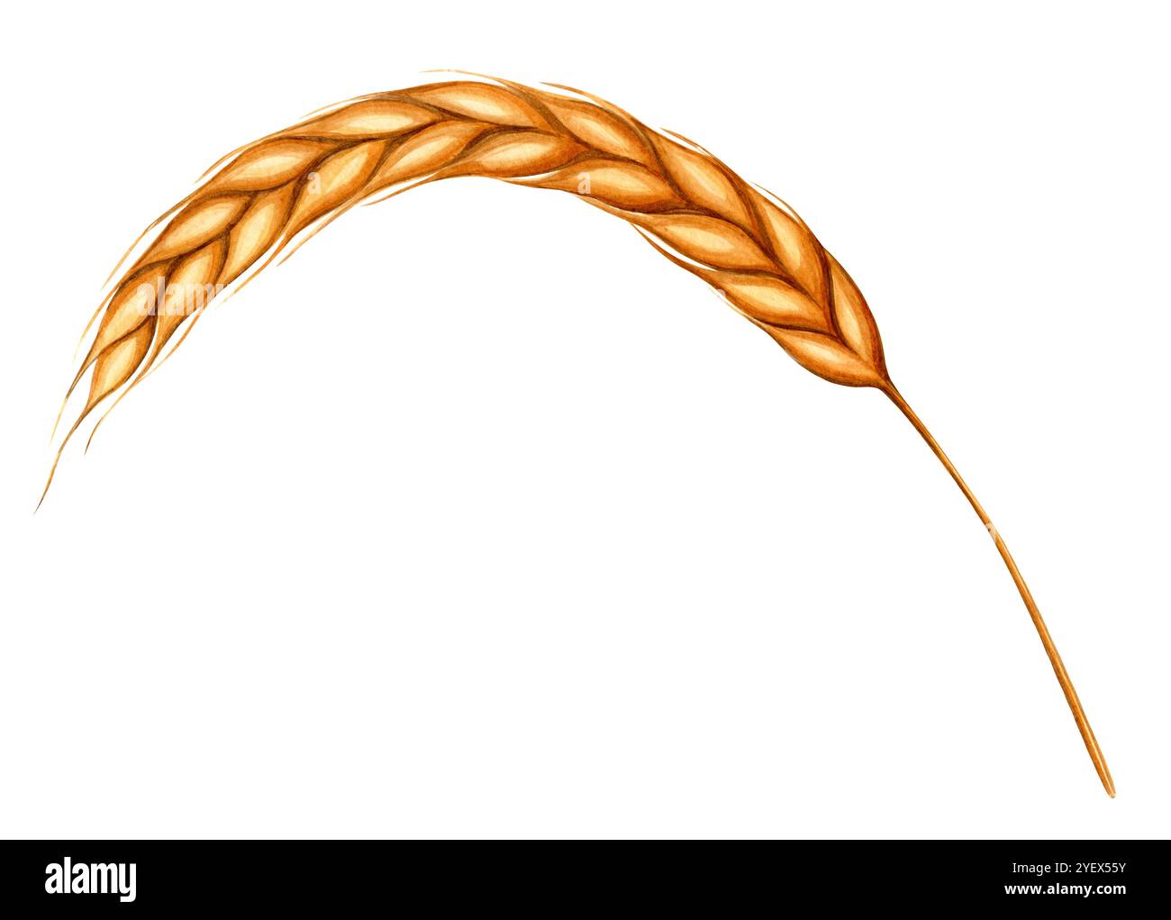 Curved Ear yellow watercolor illustration for harvest holiday. Hand ...