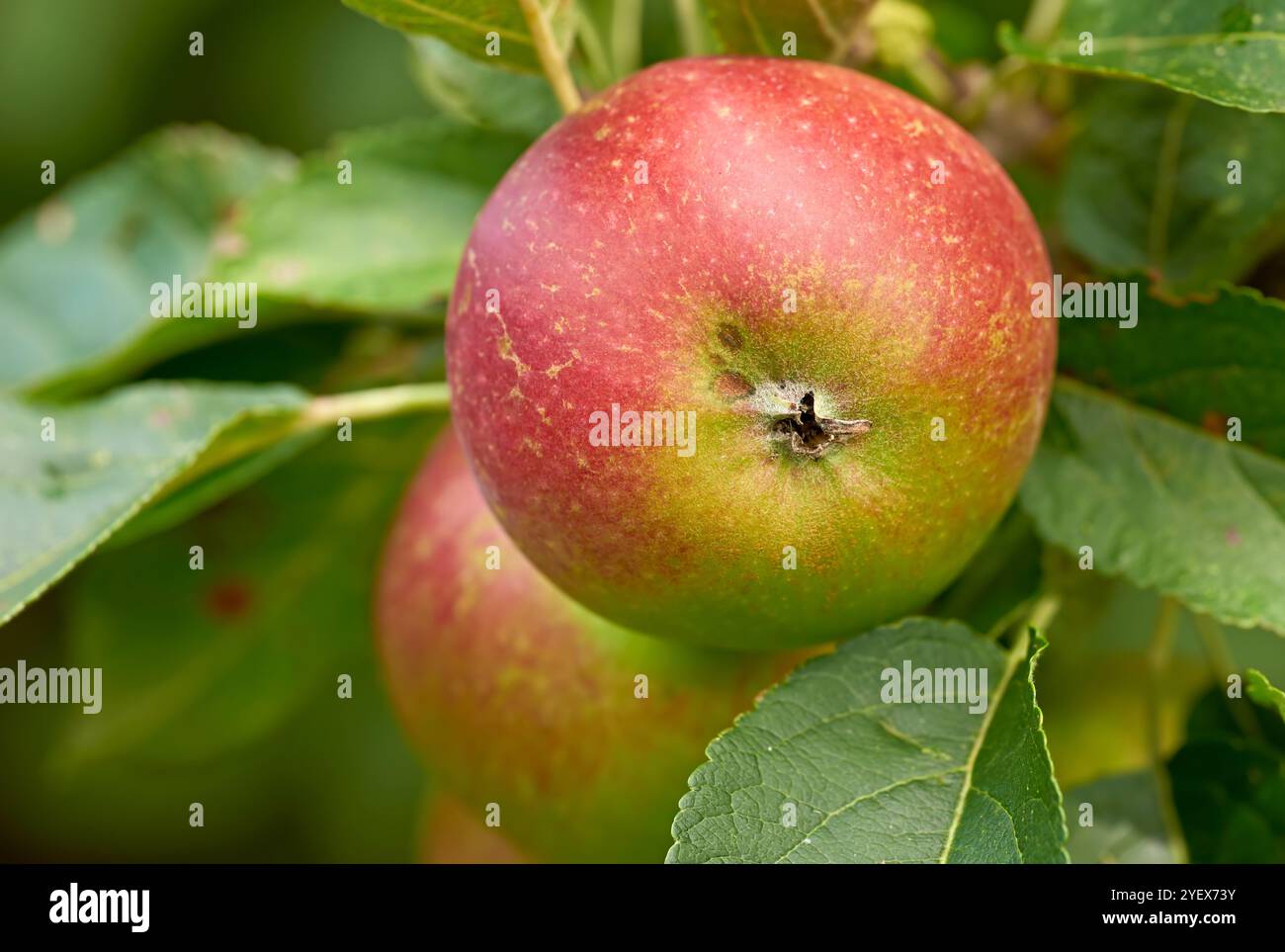 Texture, apple tree and wallpaper for healthy diet, wellness or vegan ...