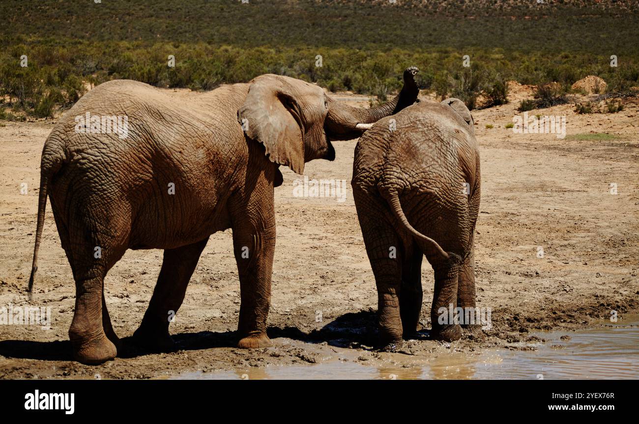 River, elephant and animals in zoo for wildlife, conservation and ...