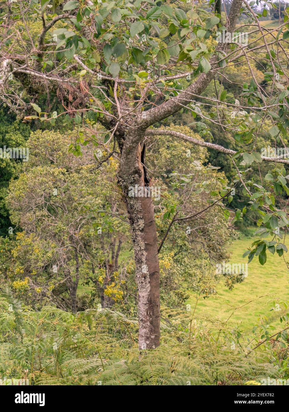 An old alder tree with lichen on one side of the trunk, in a forest in ...