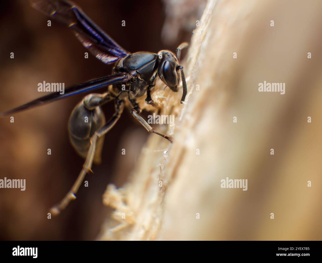 Macro photography of a black paper wasp collecting wood pulp from a ...