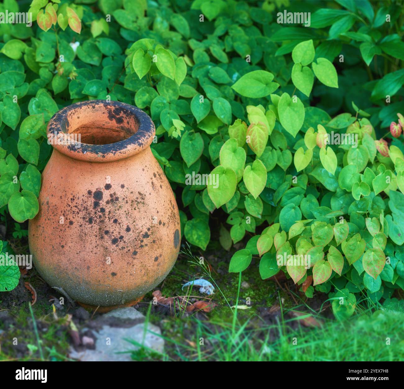 Nature, grass and leaves with pot in garden in backyard for environment ...