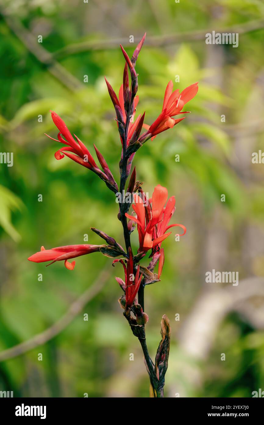 Close-up photography of the red flower of an Indian shot plant ...